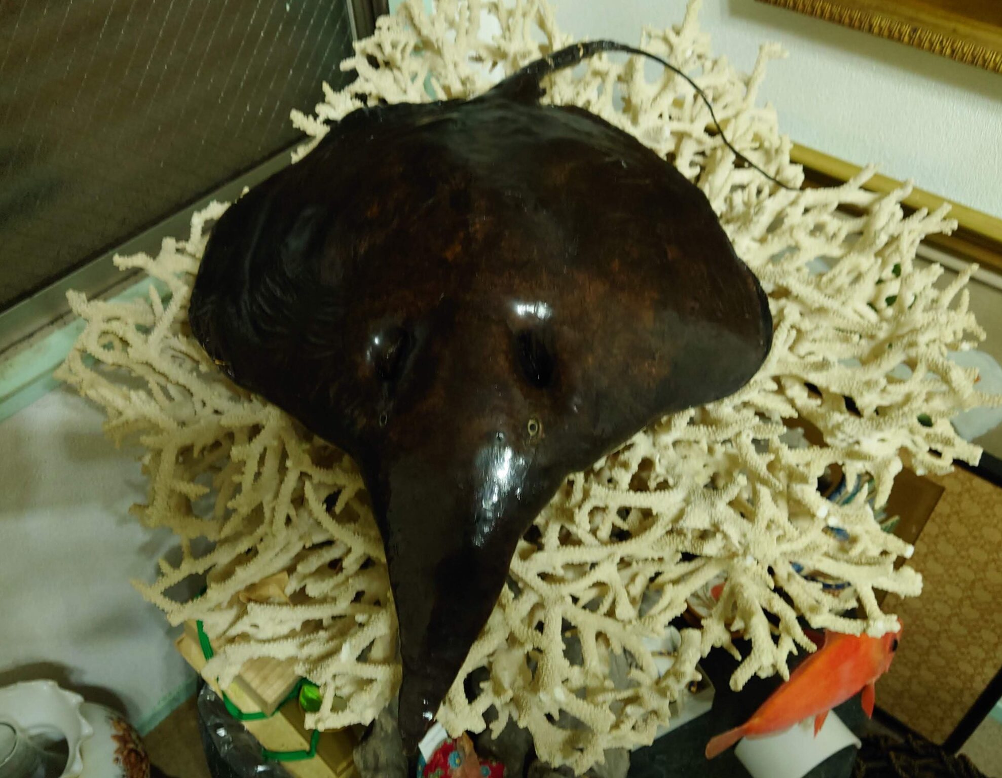 ムツエラエイ | 無料水族館 宍倉海洋生物研究所